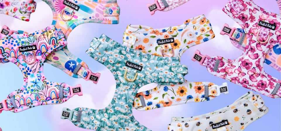 Luxurious and Affordable Dog Accessories | Pawfect Pals