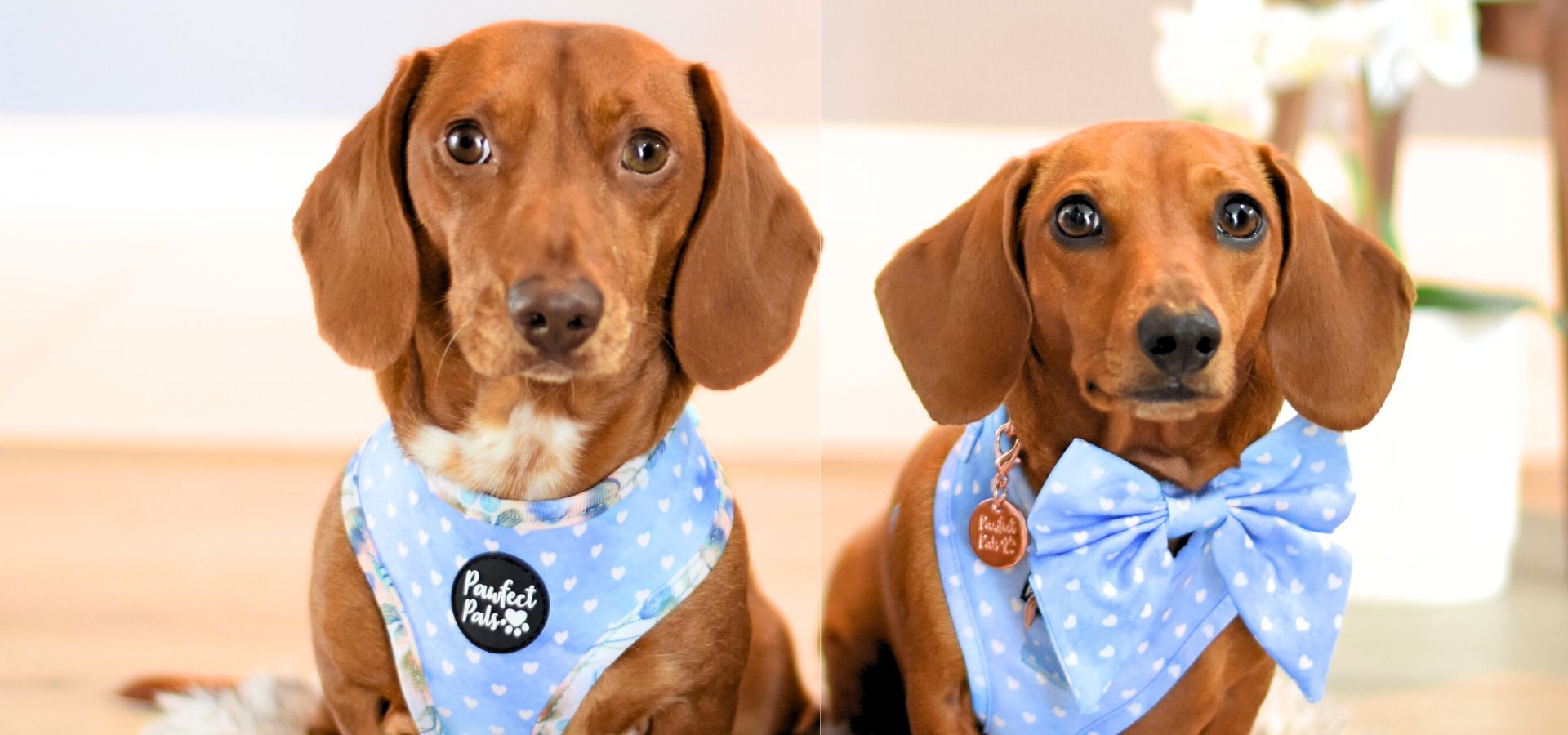 New Dog Accessory Designs | Pawfect Pals | Afterpay Available – Page 2