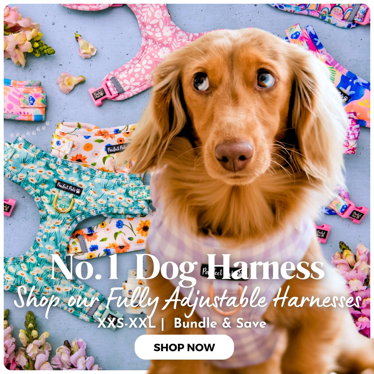 Luxurious and Affordable Dog Accessories | Pawfect Pals