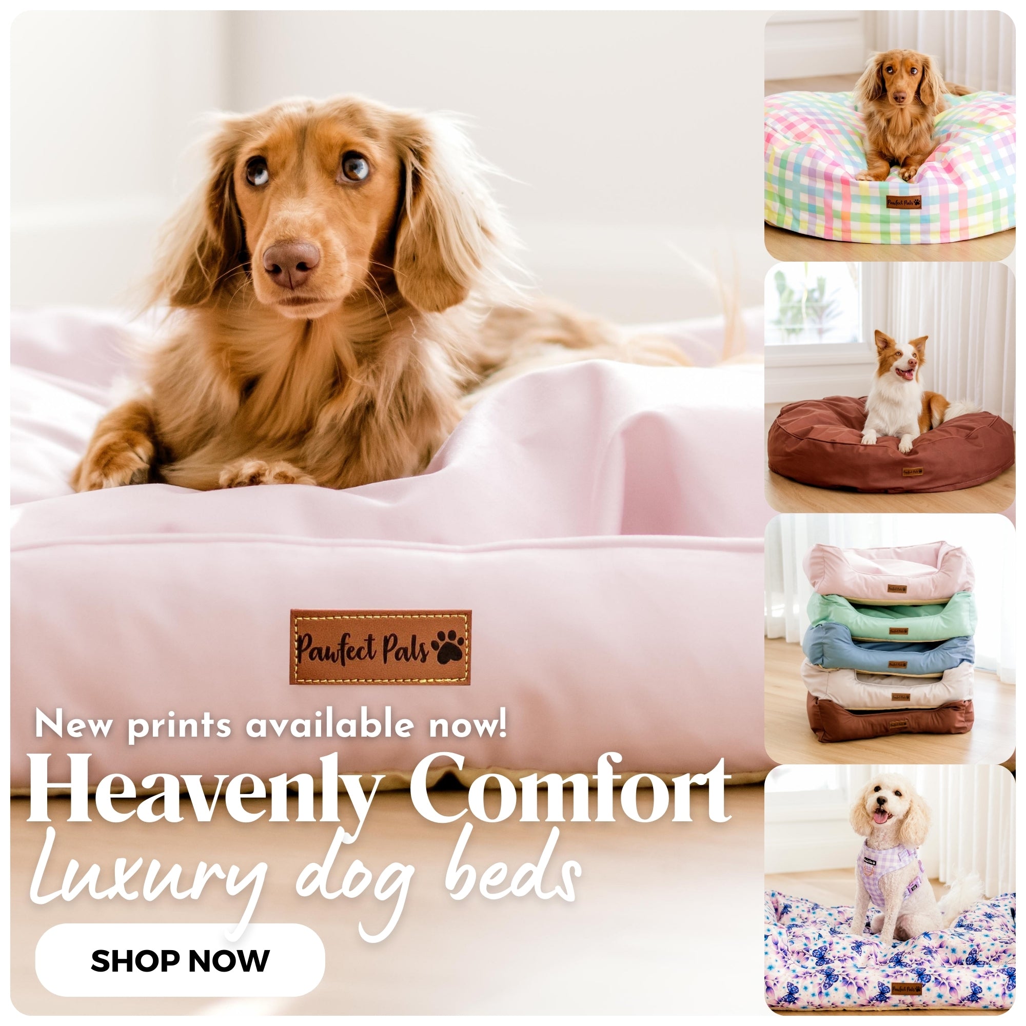 Luxurious and Affordable Dog Accessories | Pawfect Pals