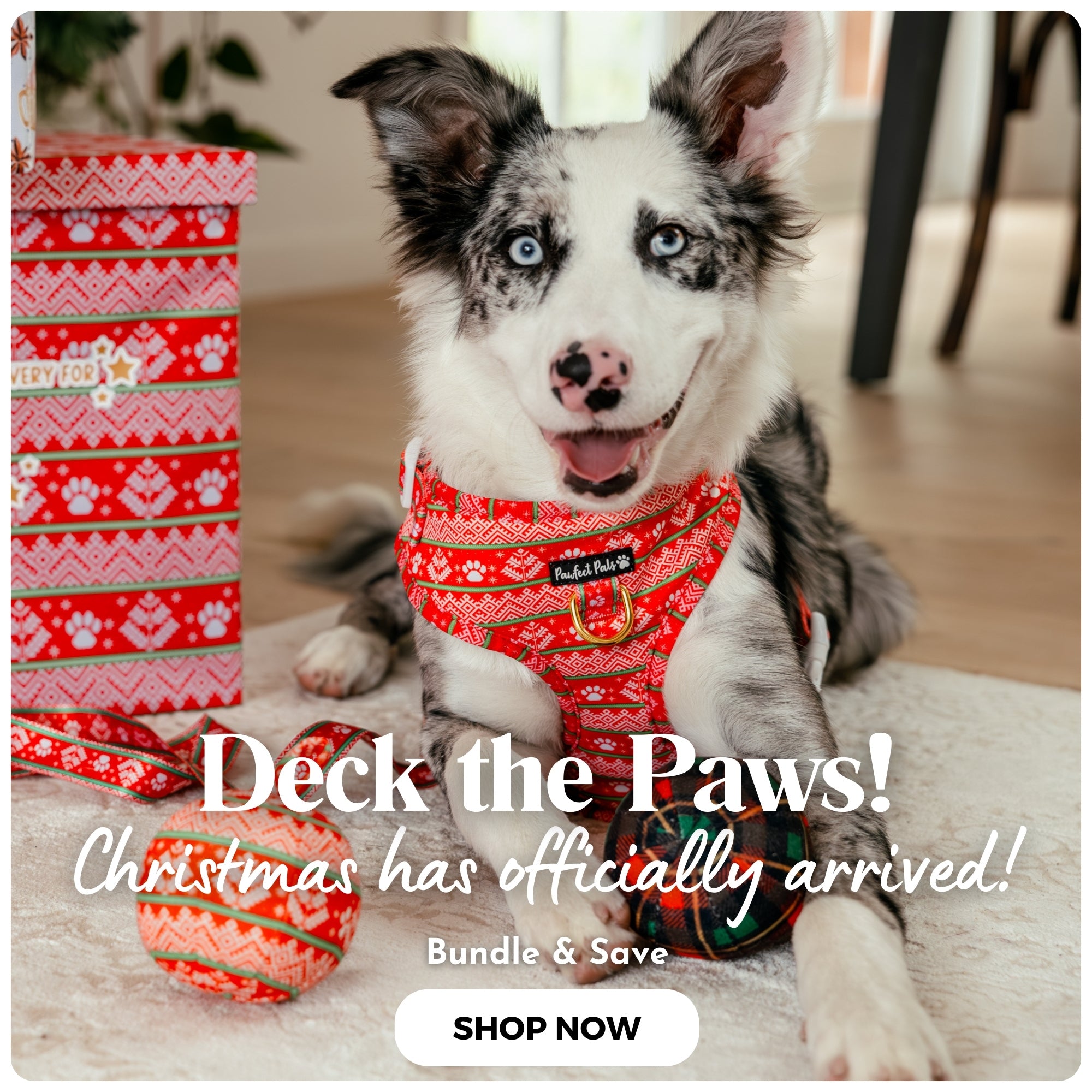 Luxurious and Affordable Dog Accessories | Pawfect Pals