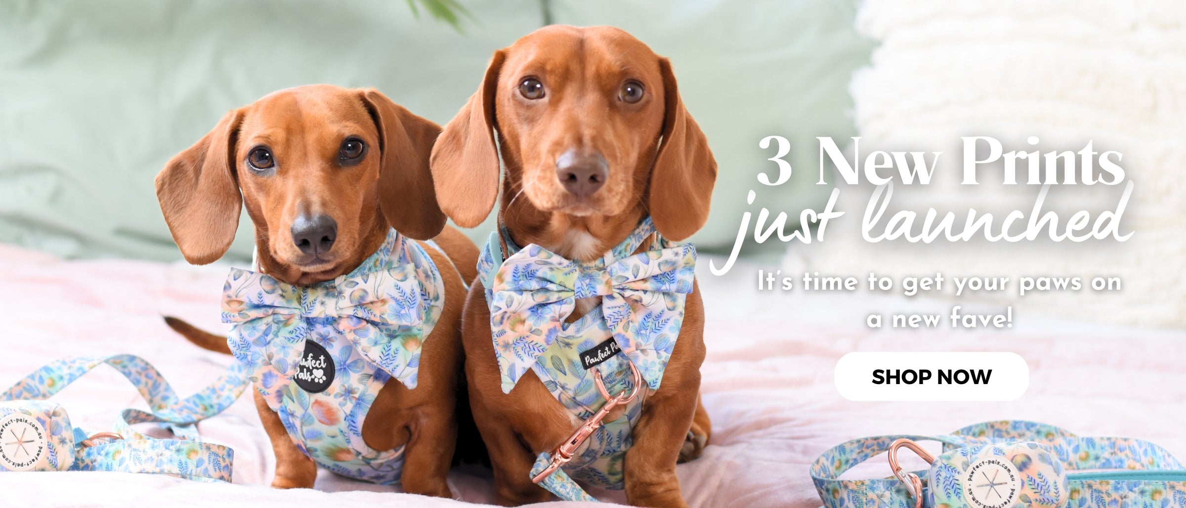 Luxurious and Affordable Dog Accessories | Pawfect Pals