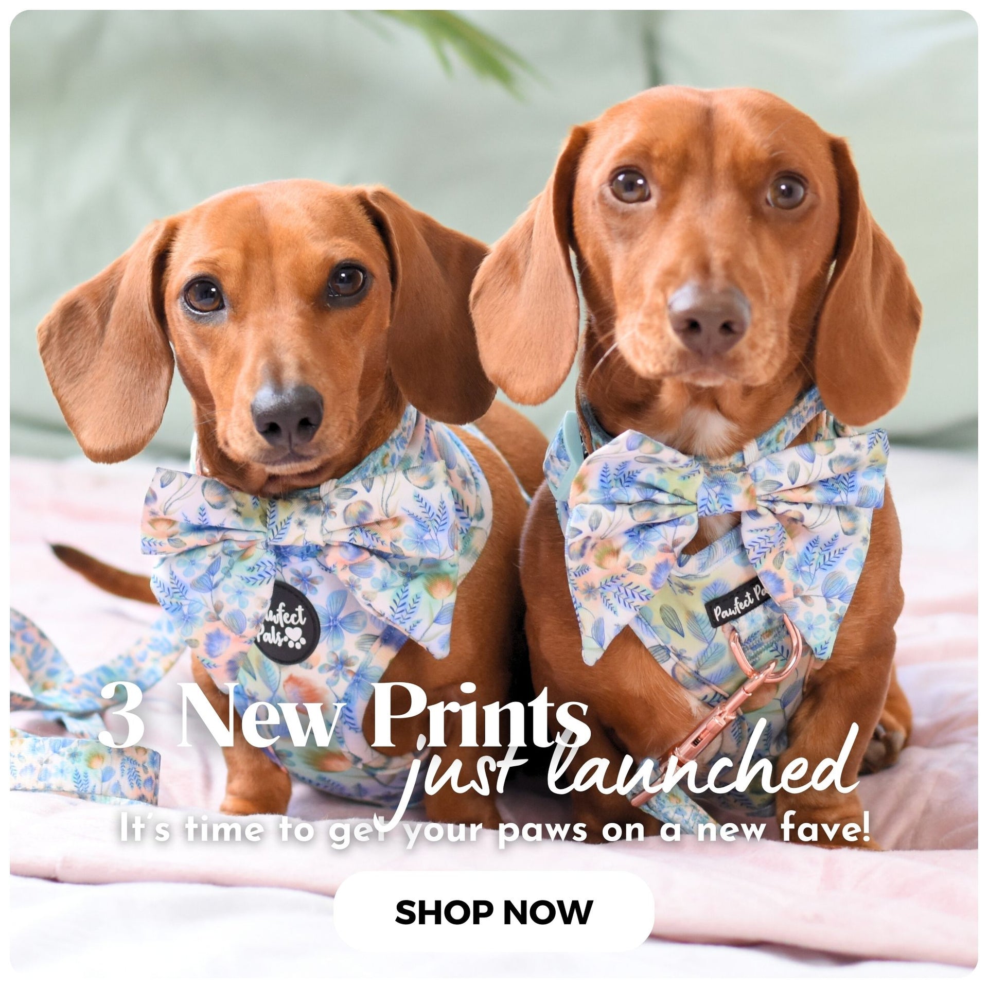 Luxurious and Affordable Dog Accessories | Pawfect Pals