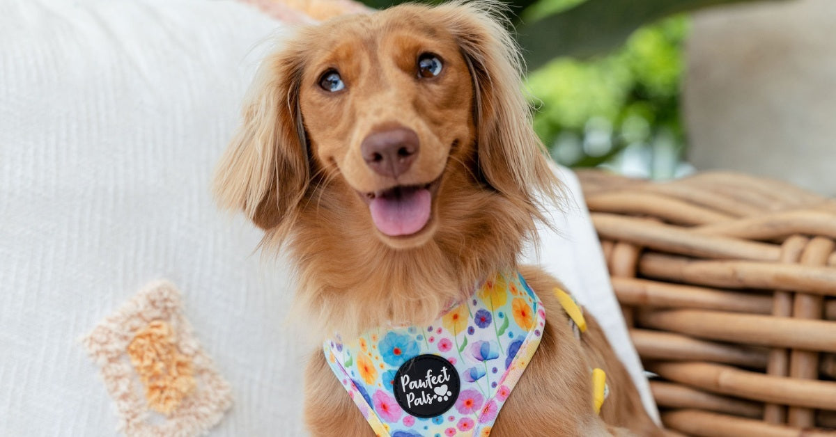 Luxurious and Affordable Dog Accessories | Pawfect Pals