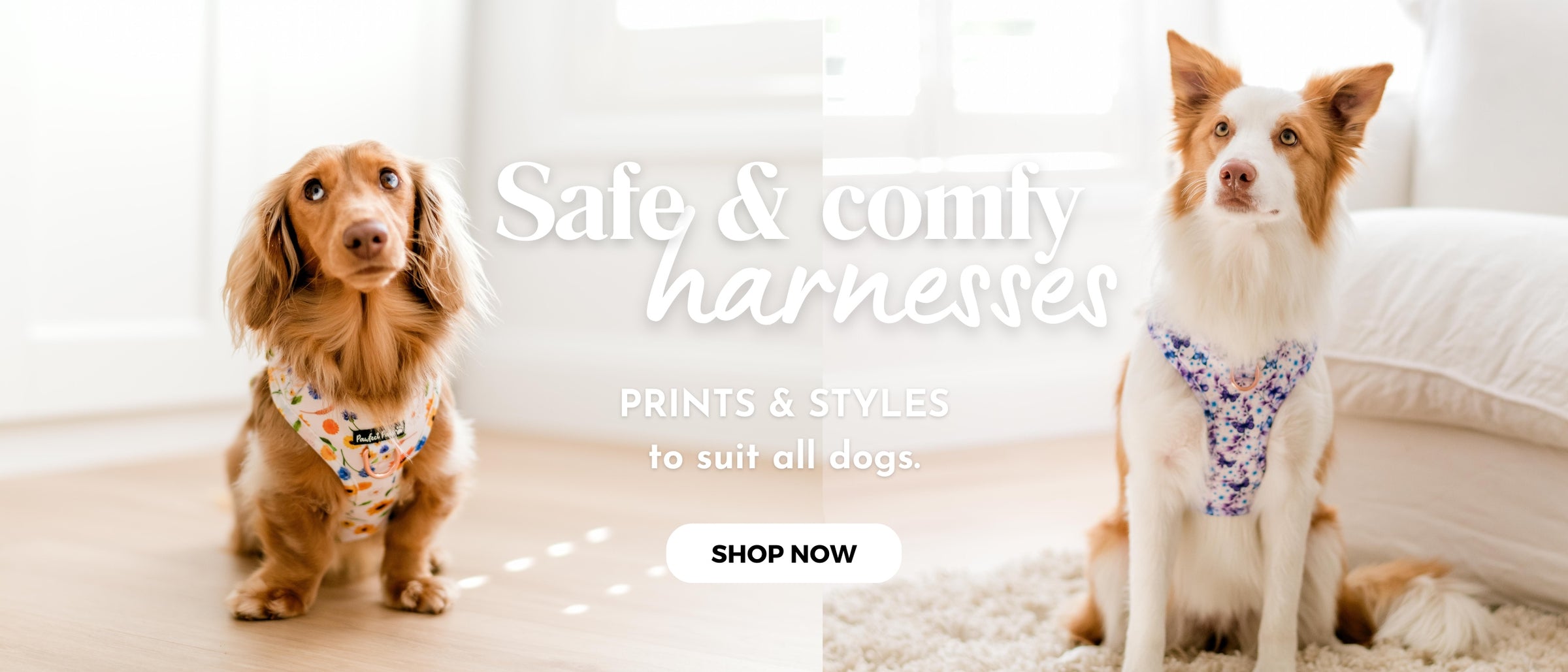 Luxurious and Affordable Dog Accessories | Pawfect Pals