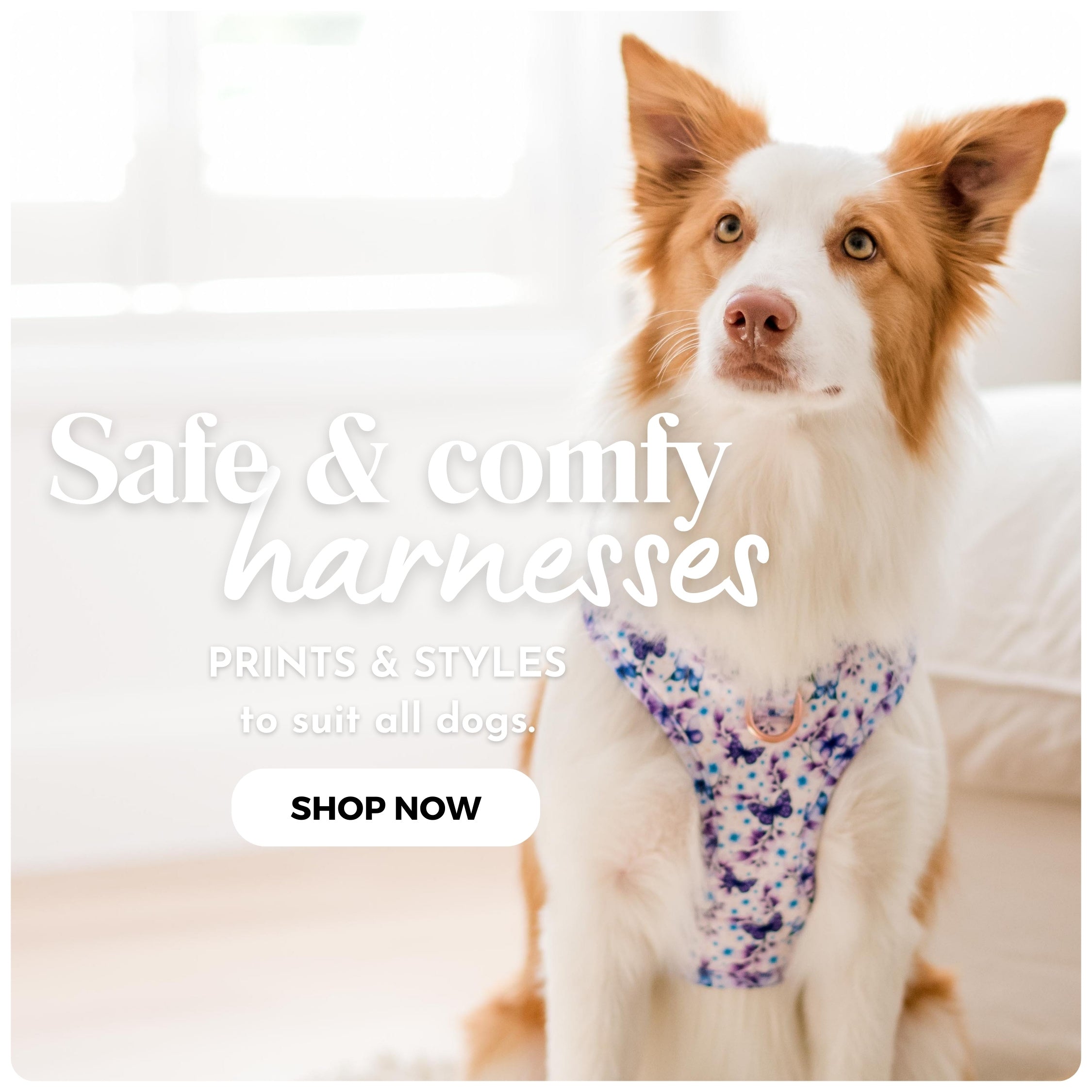 Luxurious and Affordable Dog Accessories | Pawfect Pals