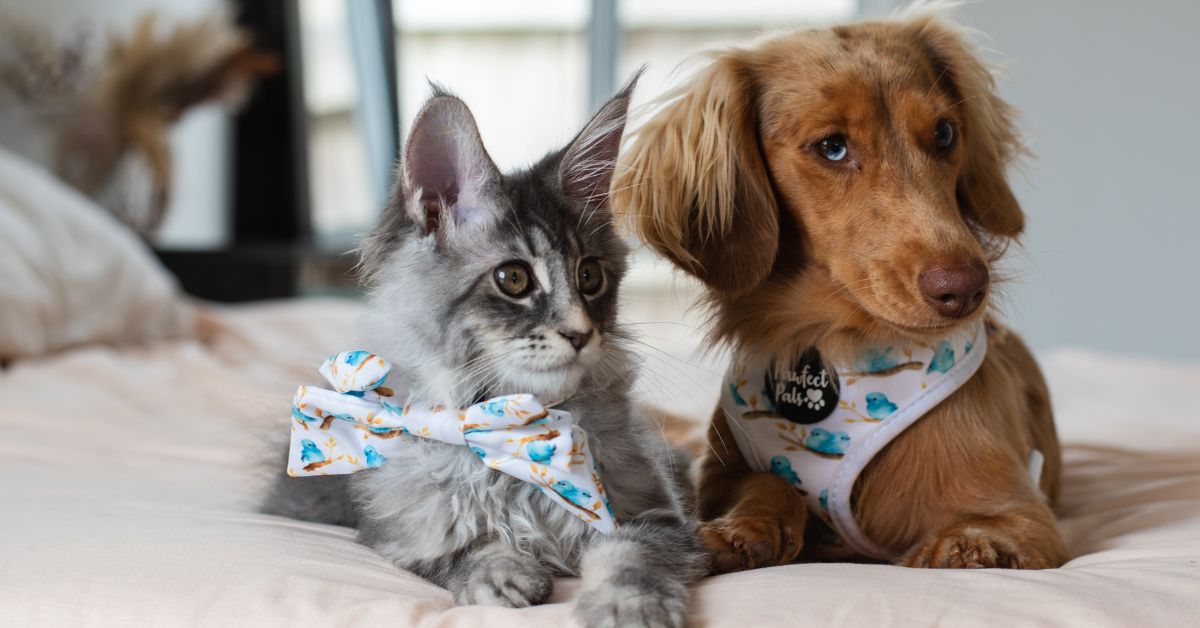 Luxurious and Affordable Dog Accessories | Pawfect Pals