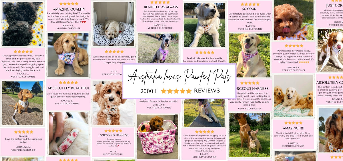 Luxurious and Affordable Dog Accessories | Pawfect Pals