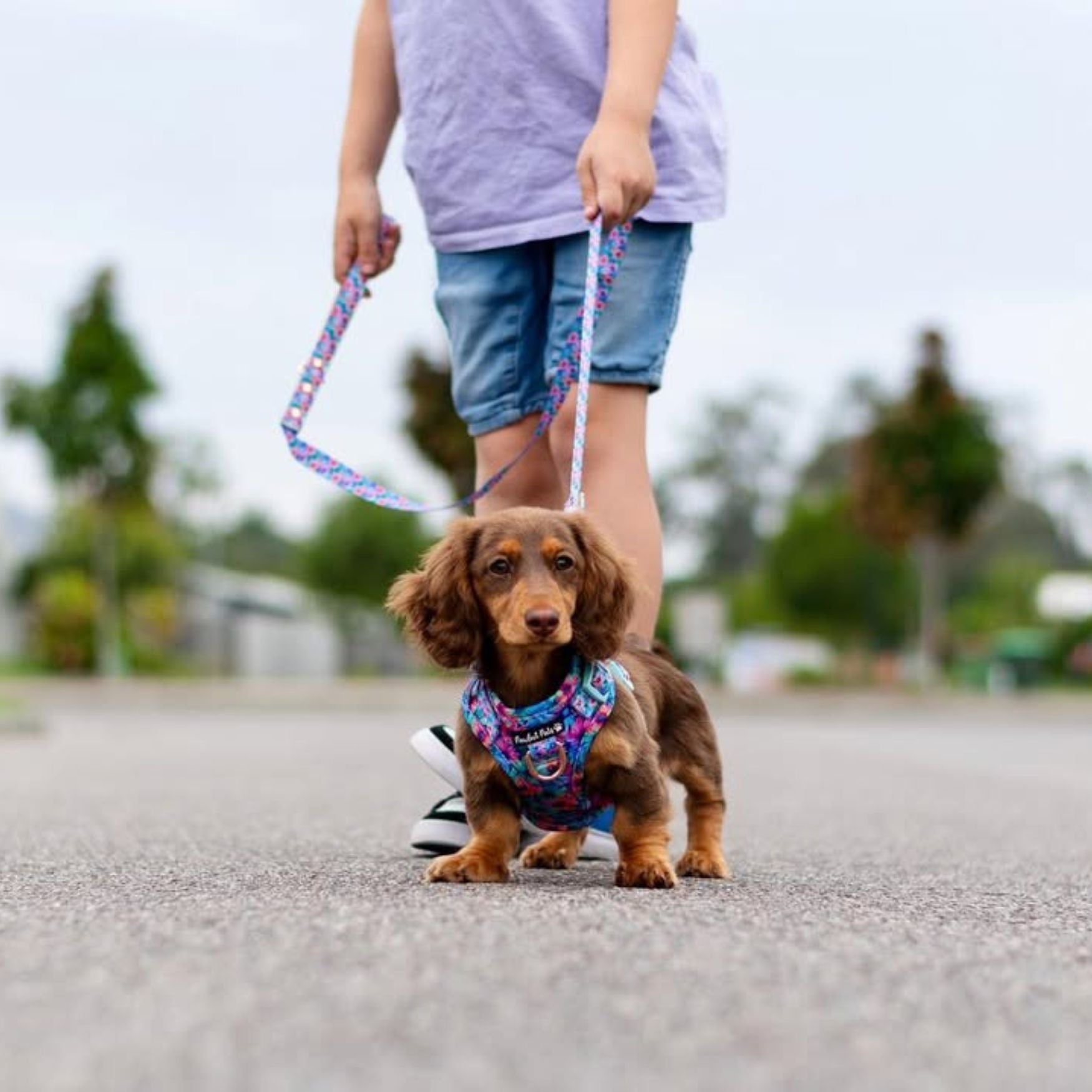 Daydream Believer - No-Pull Adjustable Harness | Pawfect Pals | Afterpay