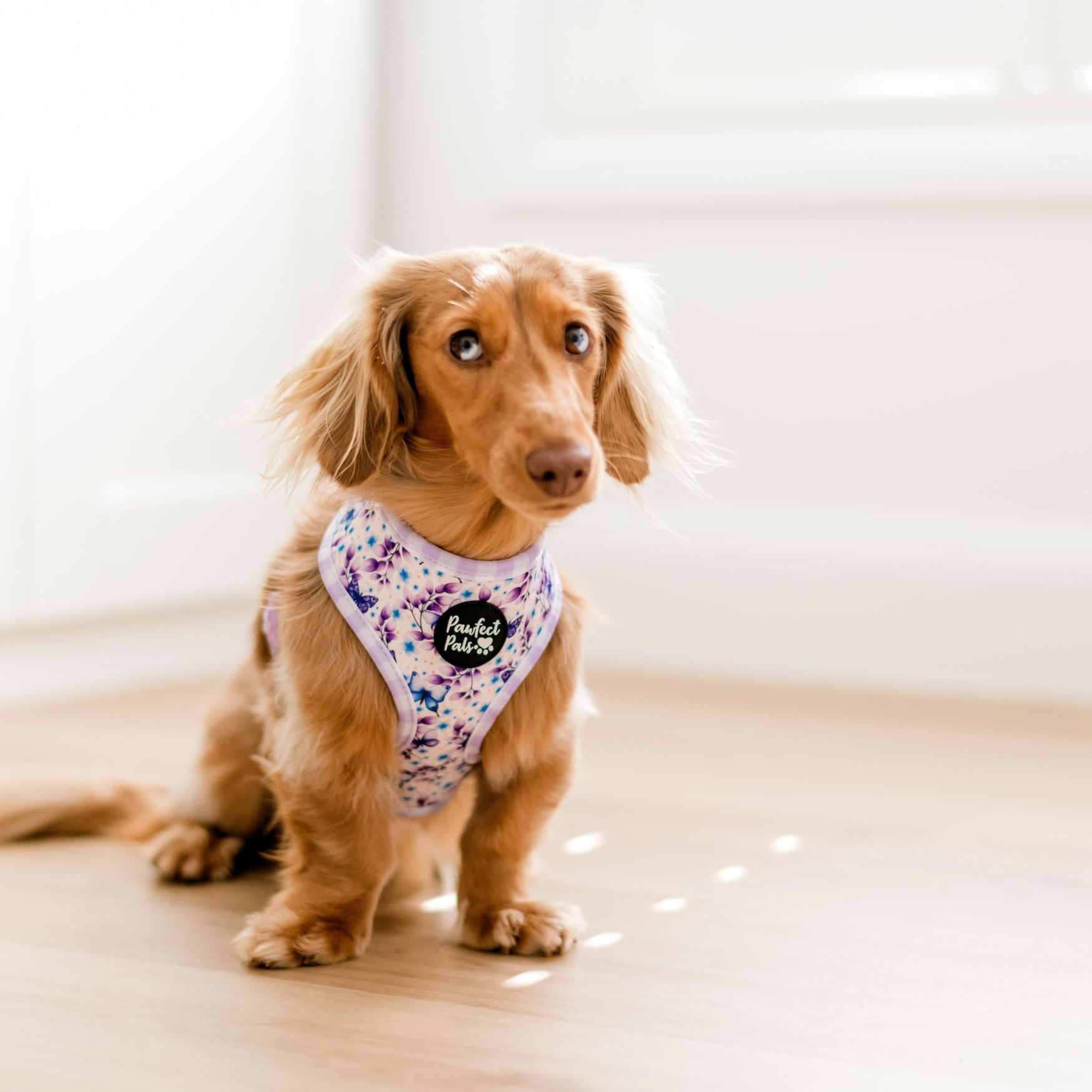 Social Butterfly - Reversible Dog Harness | Pawfect Pals | Afterpay