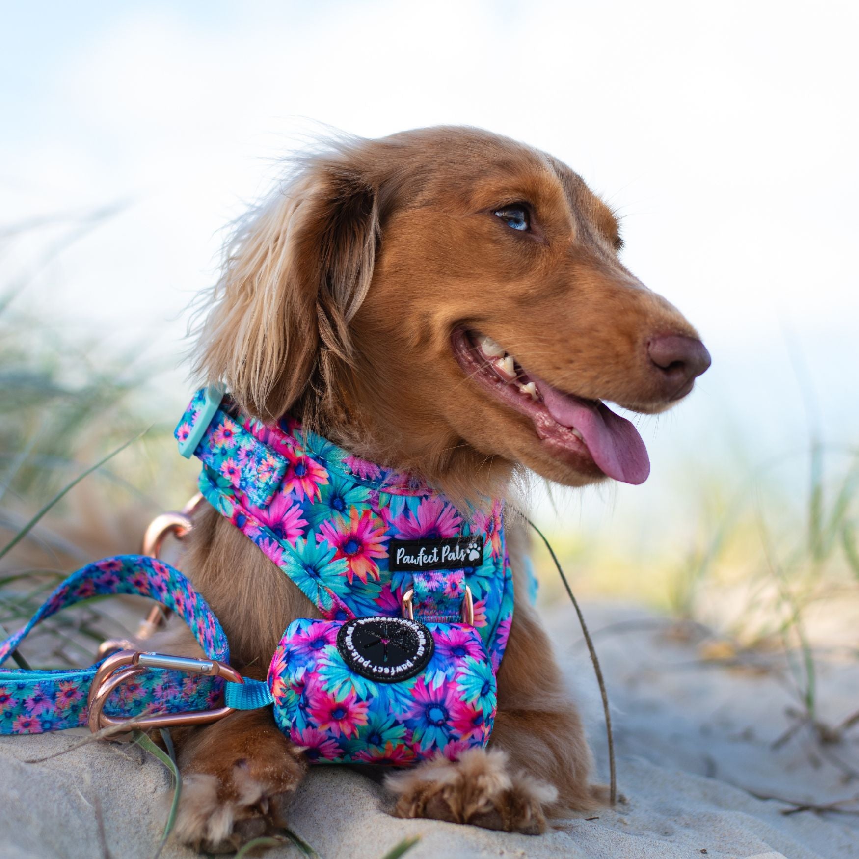 Daydream Believer - No-Pull Adjustable Harness | Pawfect Pals | Afterpay