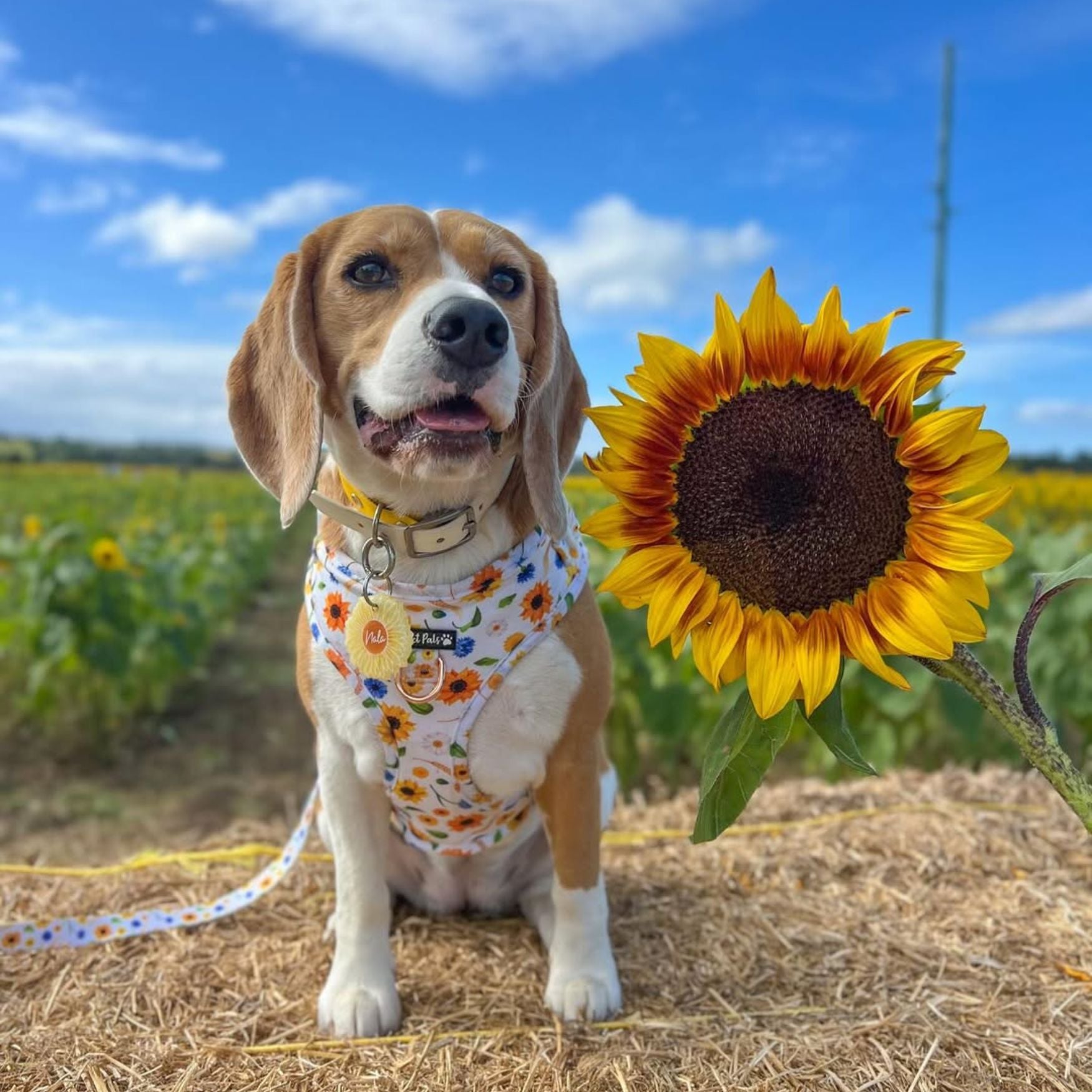 Sunshine on my Mind - No-Pull Adjustable Harness | Pawfect Pals