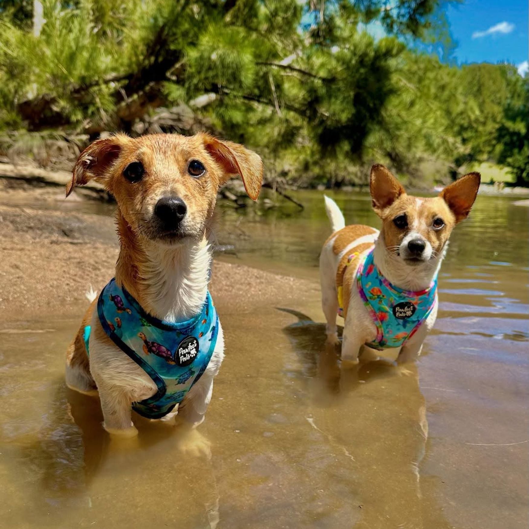 Shell Yeah - Reversible Dog Harness | Pawfect Pals